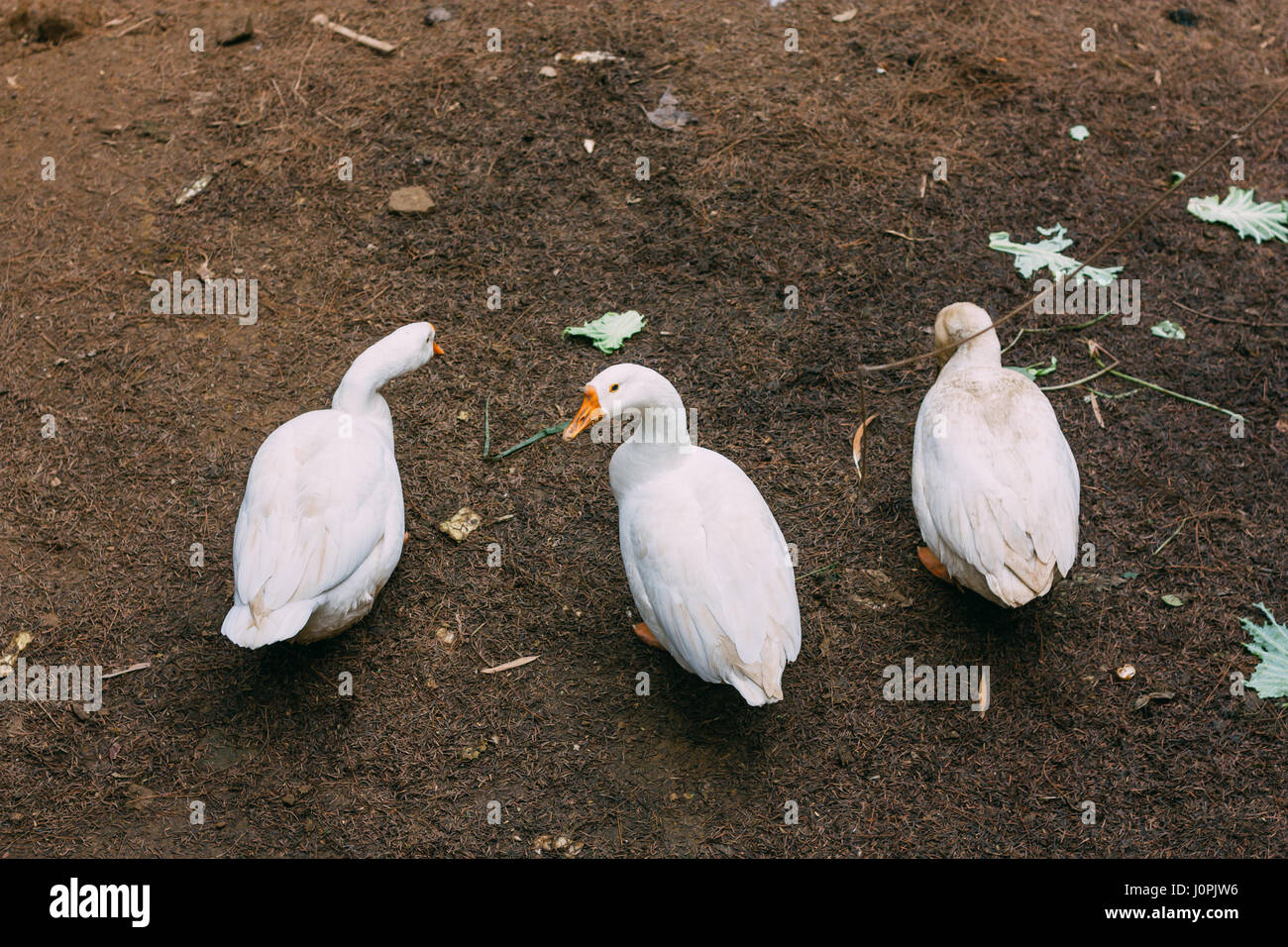 white ducks in line and looking at Stock Photo - Alamy