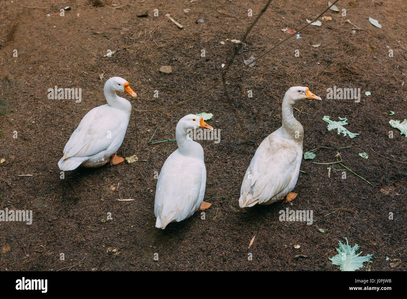 Line up the ducks hi-res stock photography and images - Alamy