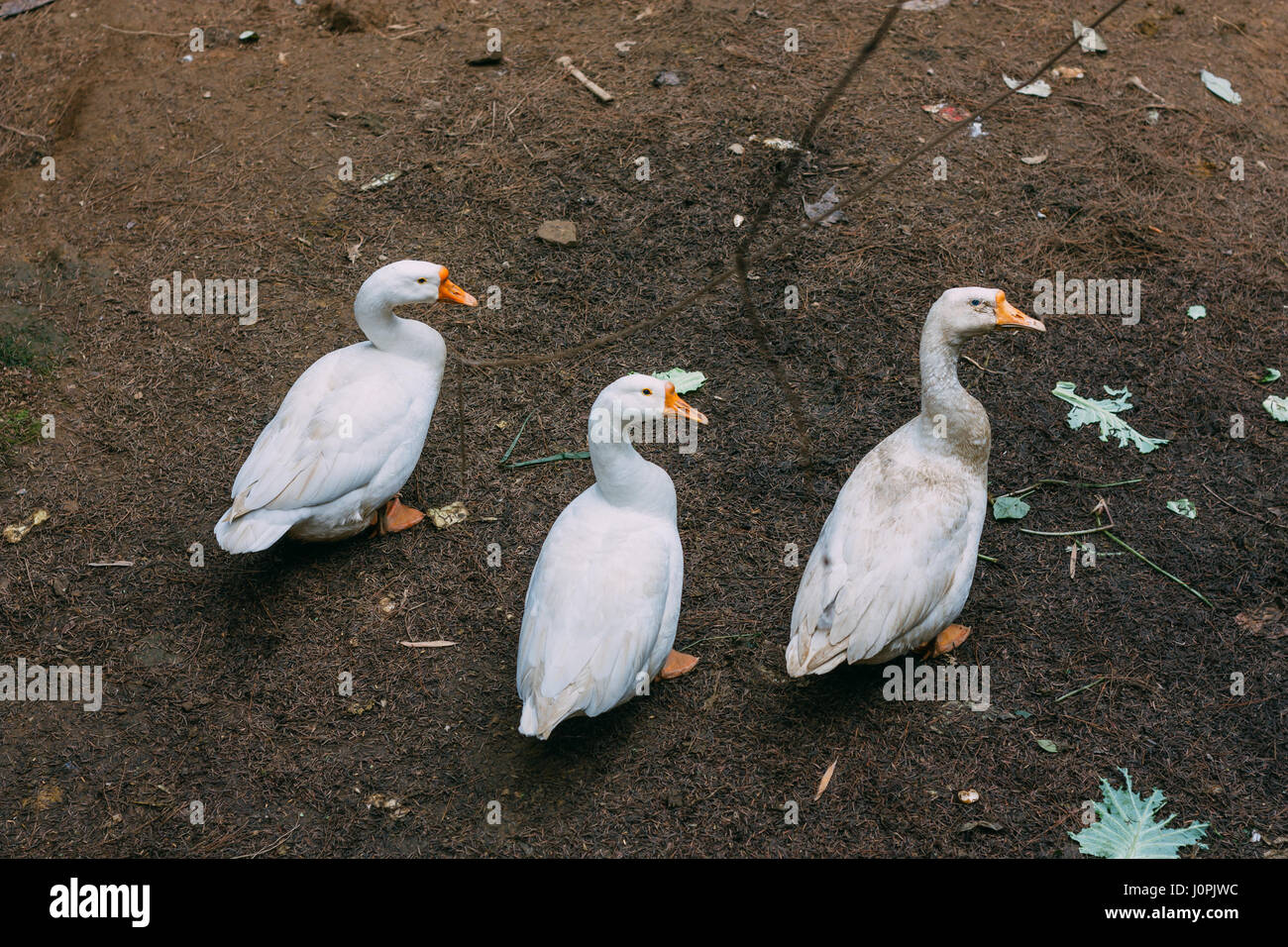 white ducks in line and looking at Stock Photo - Alamy