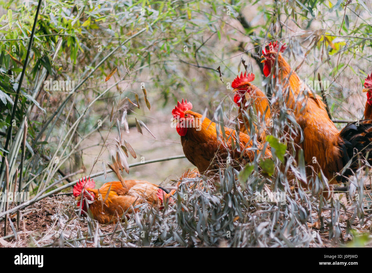 chicken in line and looking at Stock Photo - Alamy