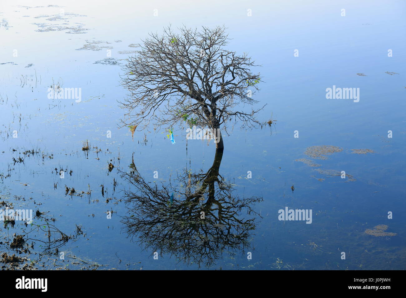 Tanguar haor, located in the Dharmapasha and Tahirpur upazilas of ...
