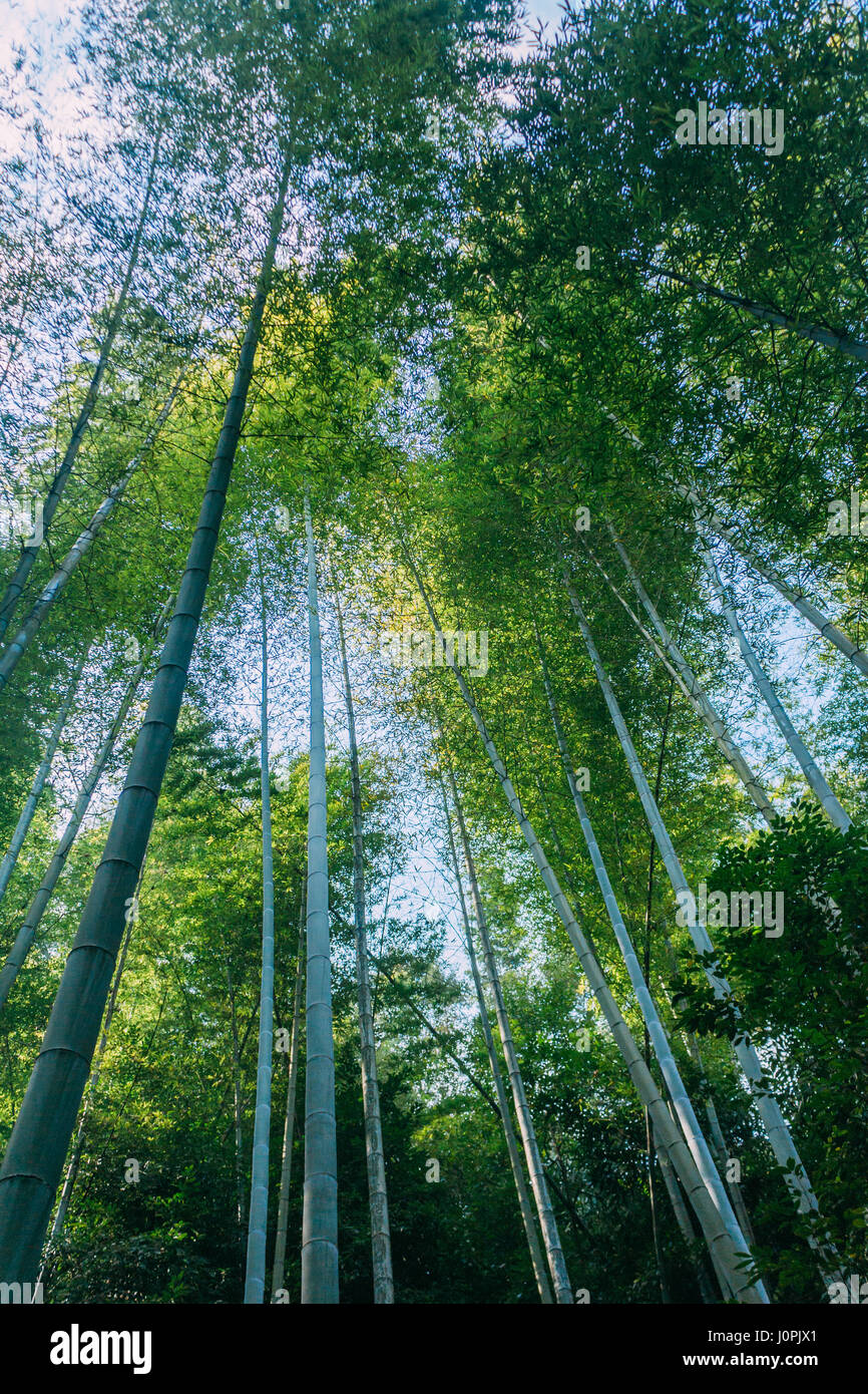 dense bamboo forest and rainforest Stock Photo - Alamy