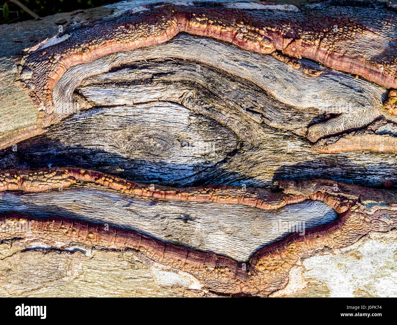 Knothole tree hi-res stock photography and images - Alamy