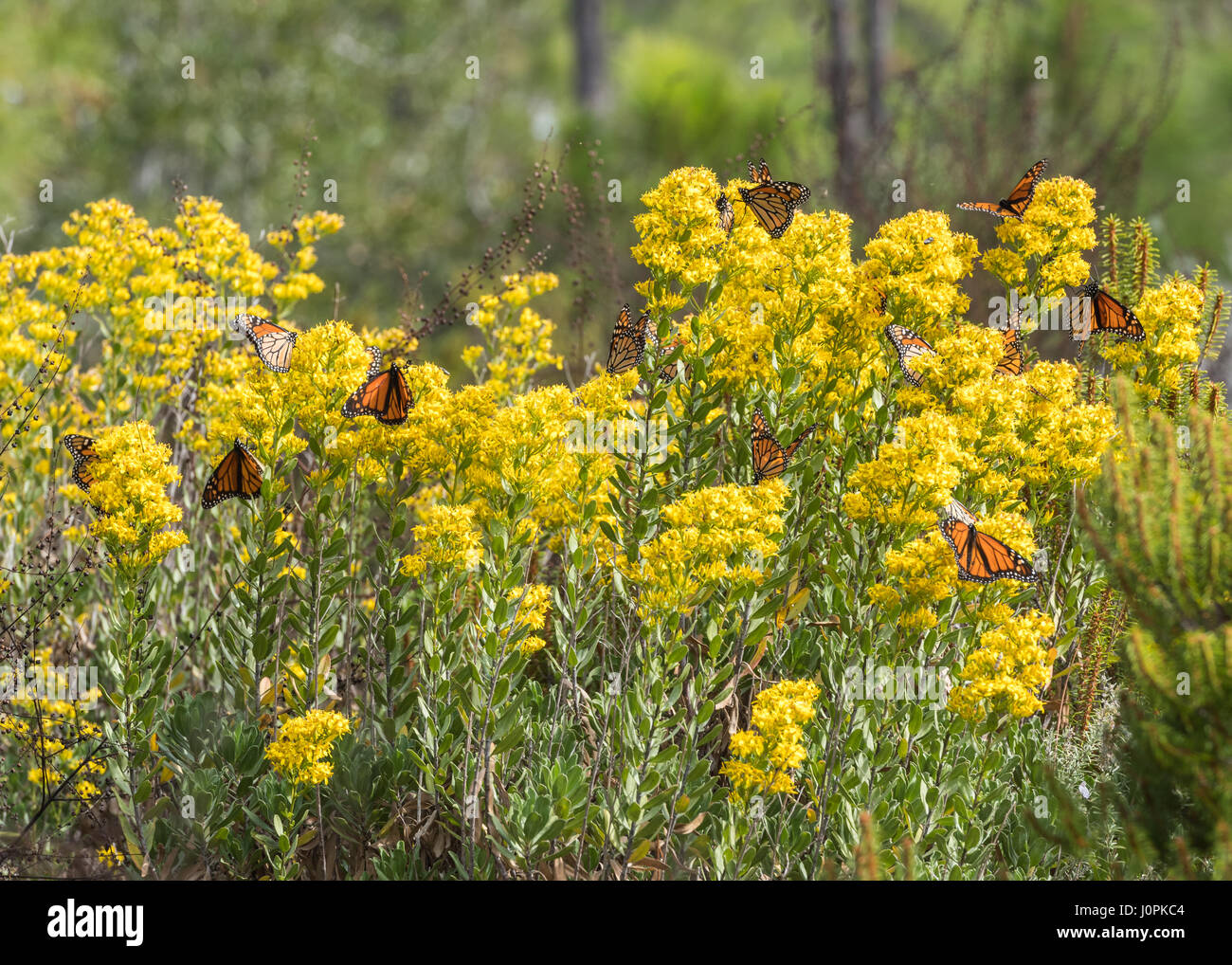 Monarch Butterflies Landing on Goldenrod Horizontal image Stock Photo ...