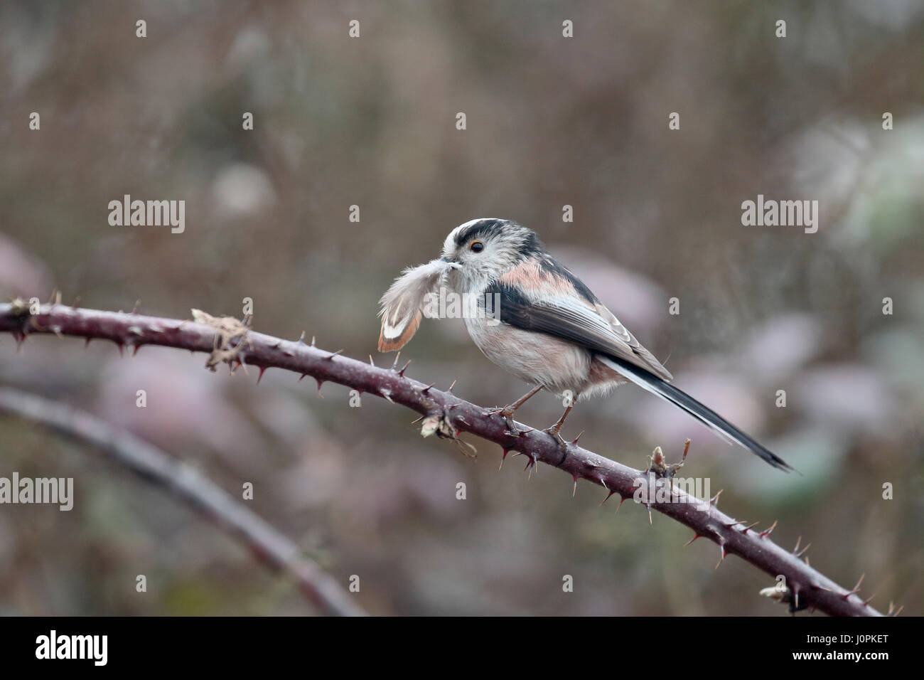 Long-tailed tit, Aegithalos caudatus, single bird collecting feathers ...