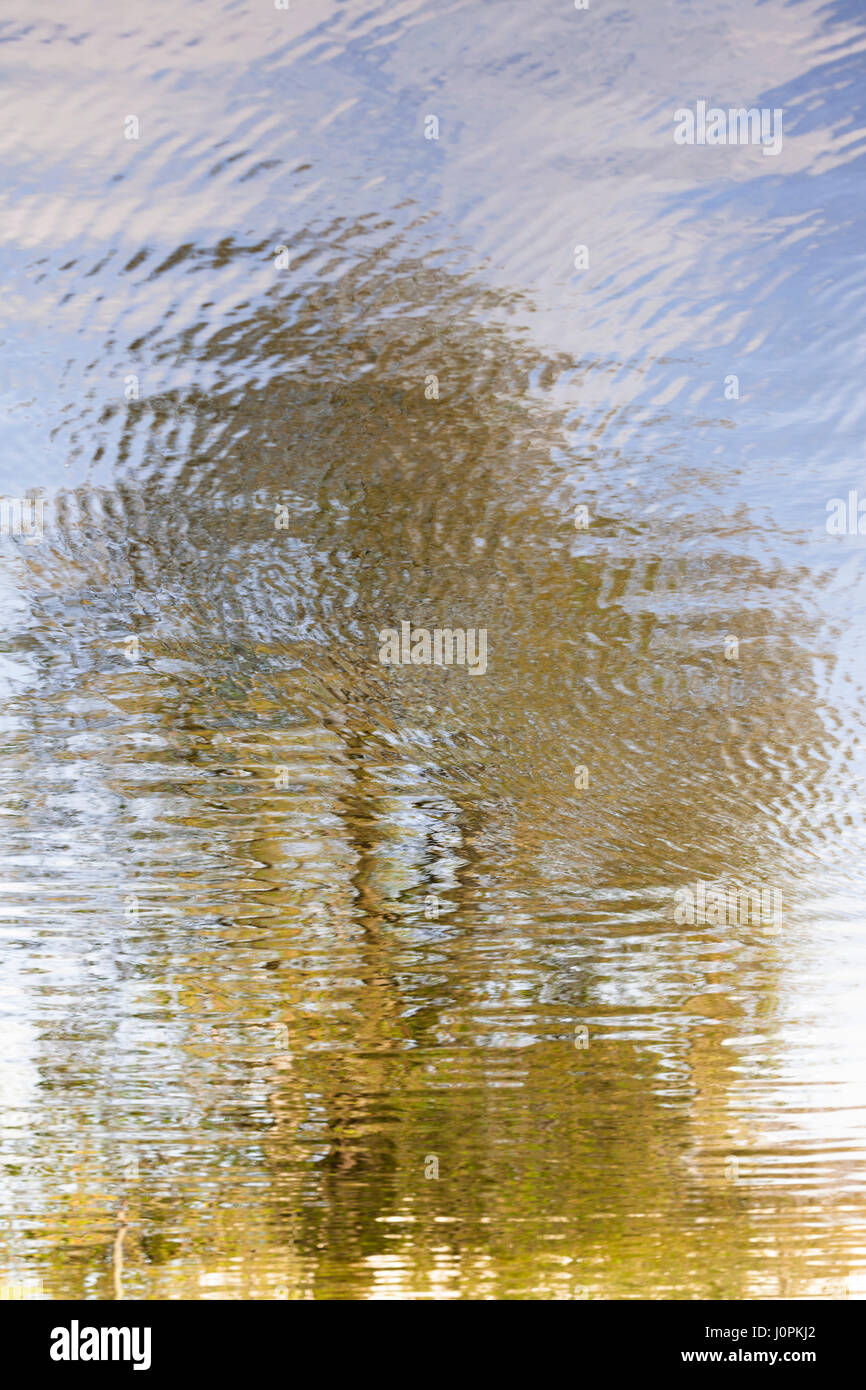 Tree reflection image hi-res stock photography and images - Alamy