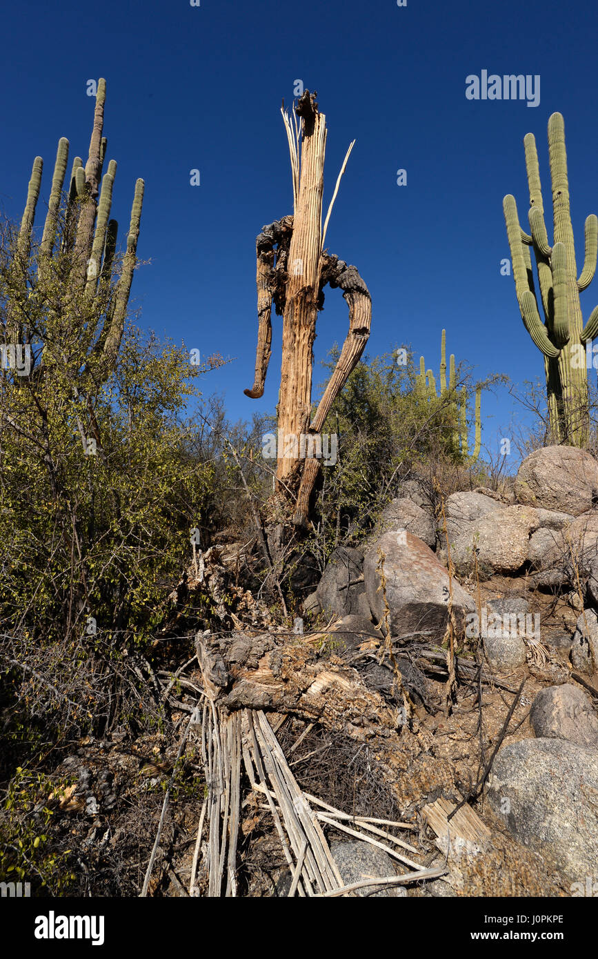 The skeleton or remains of a deceased saguaro cactus, (Carnegiea ...