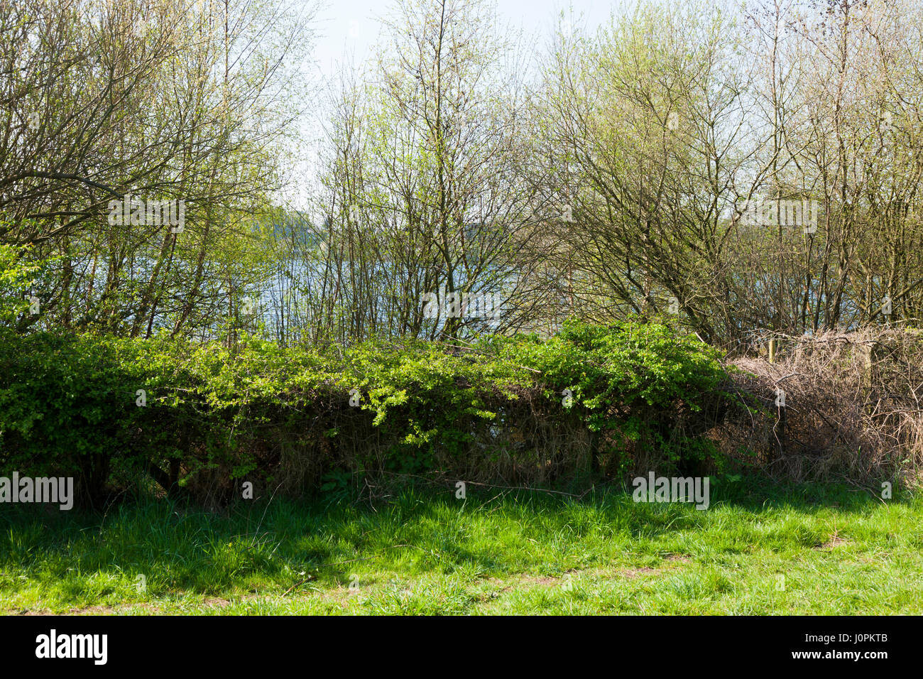 Restricted view of Astbury Mere through the hedge row / hedgerows and ...