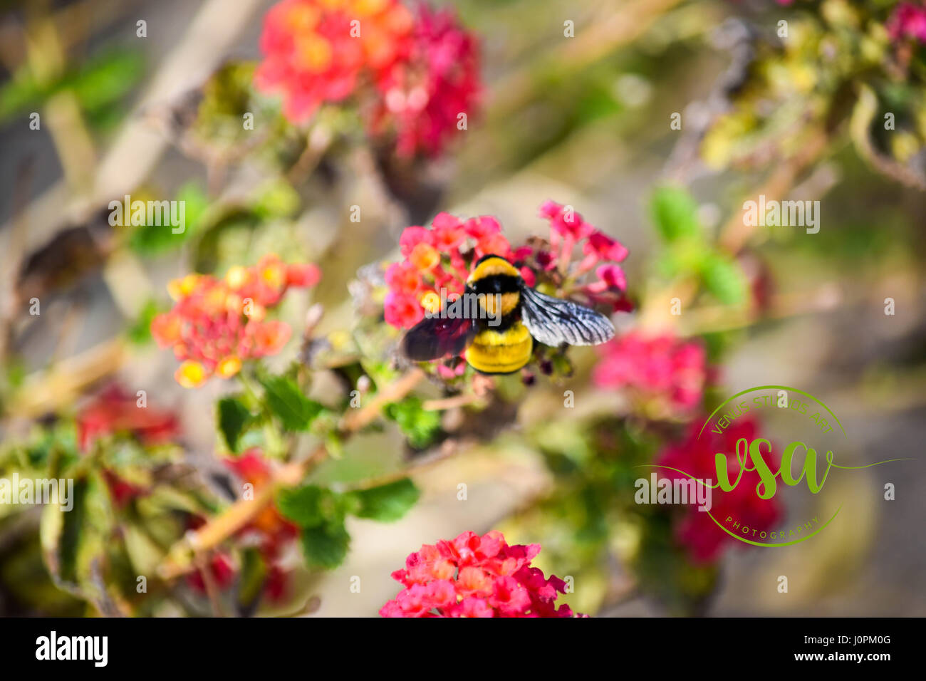 Black bee arizona hi-res stock photography and images - Alamy