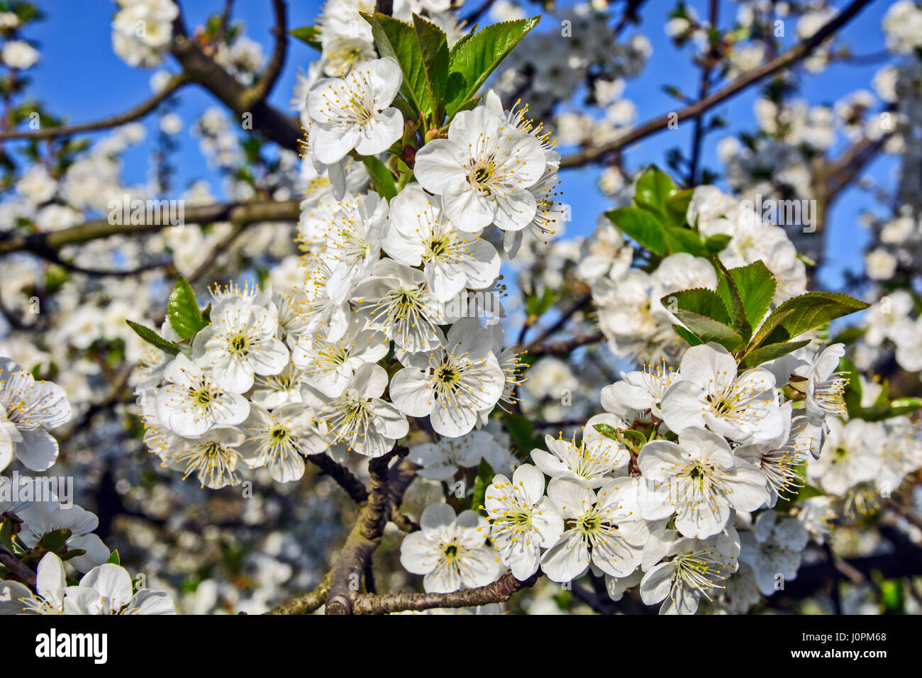 Beautiful flowering plums tree in your spring looks Stock Photo - Alamy
