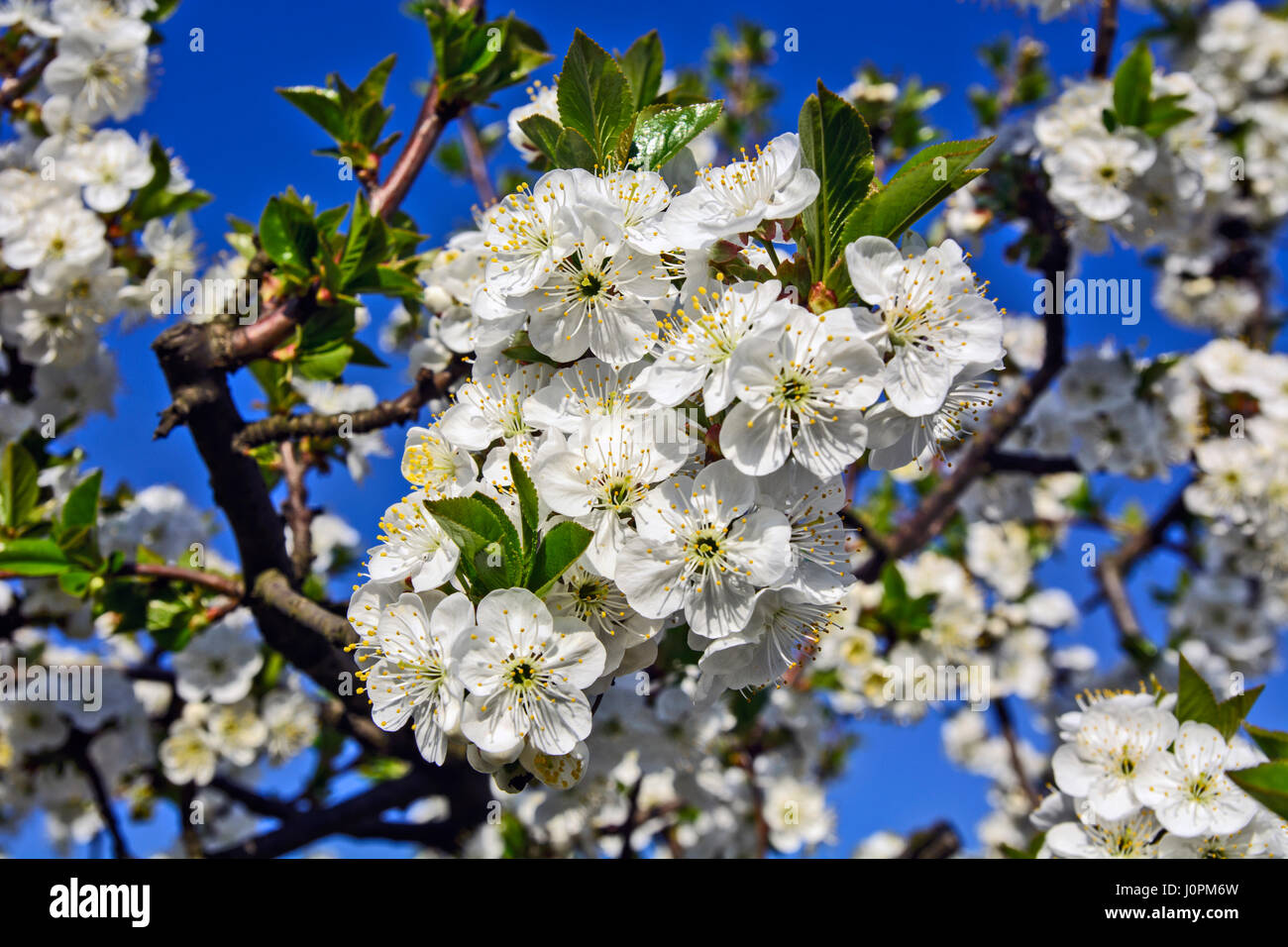 Beautiful flowering plums tree in your spring looks Stock Photo - Alamy