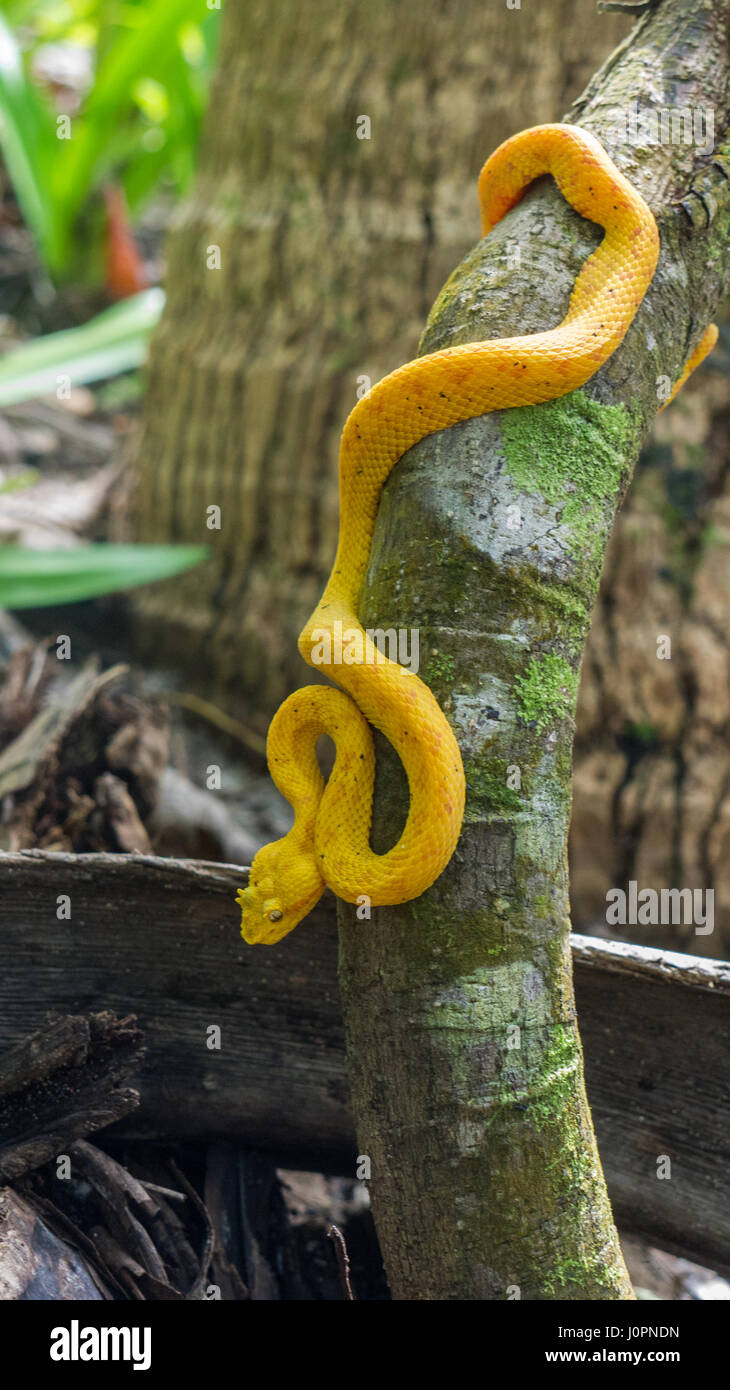 Yellow Eyelash Palm Pit Viper Bothriechis schlegelii Costa Rica Cahuita ...