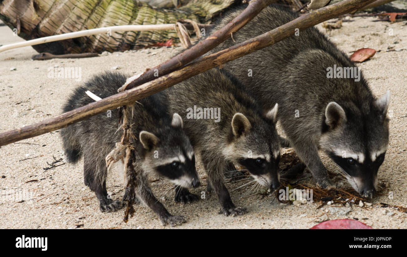 Costaricabeach hi-res stock photography and images - Alamy