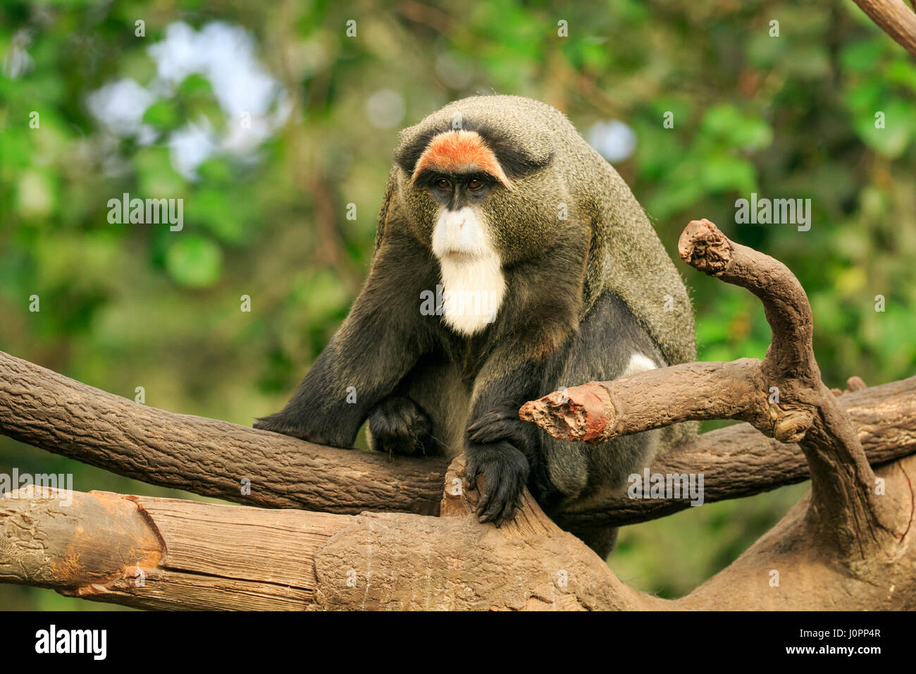 De Brazza's monkey Stock Photo - Alamy