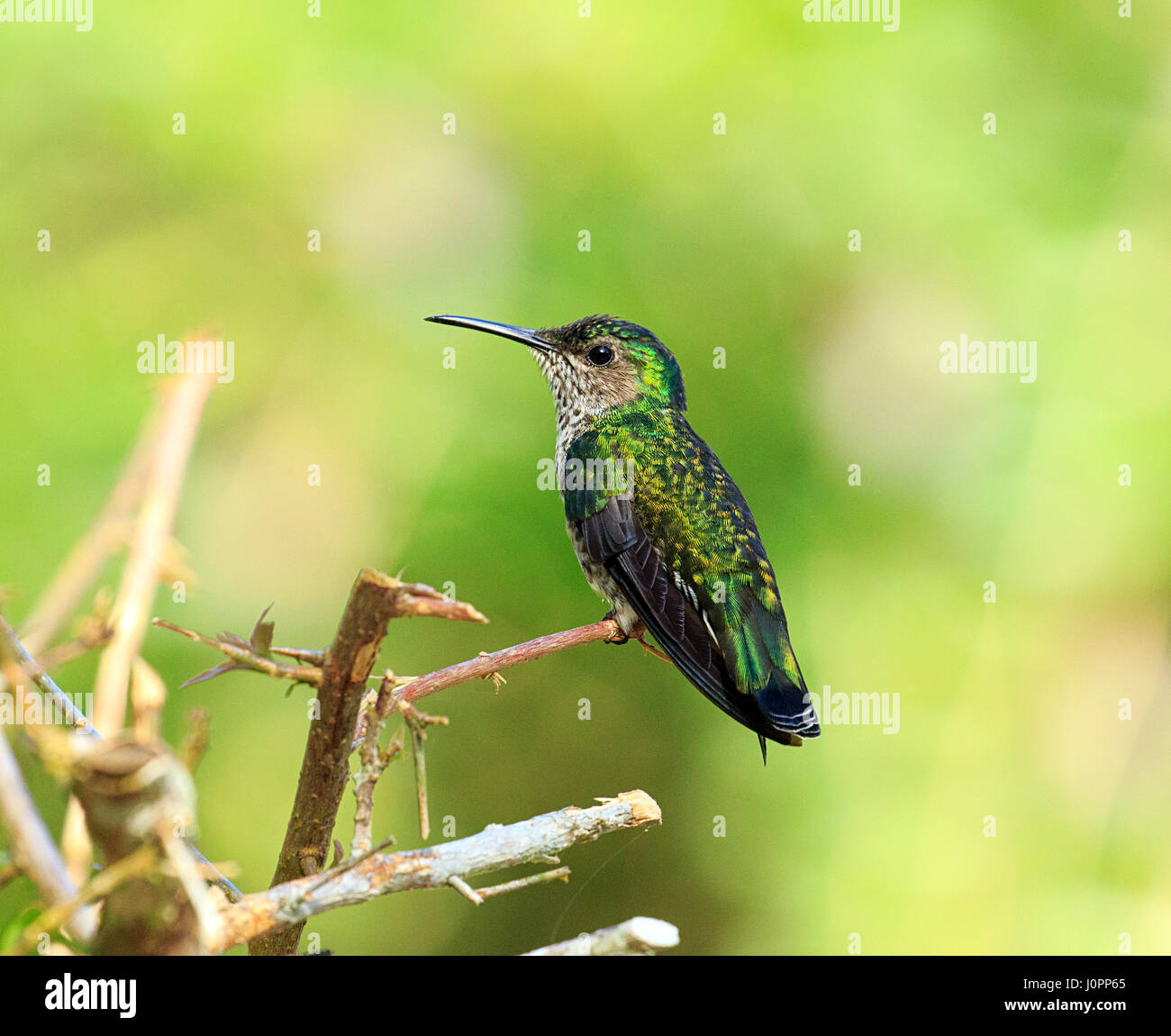 blue chested hummingbird Stock Photo - Alamy