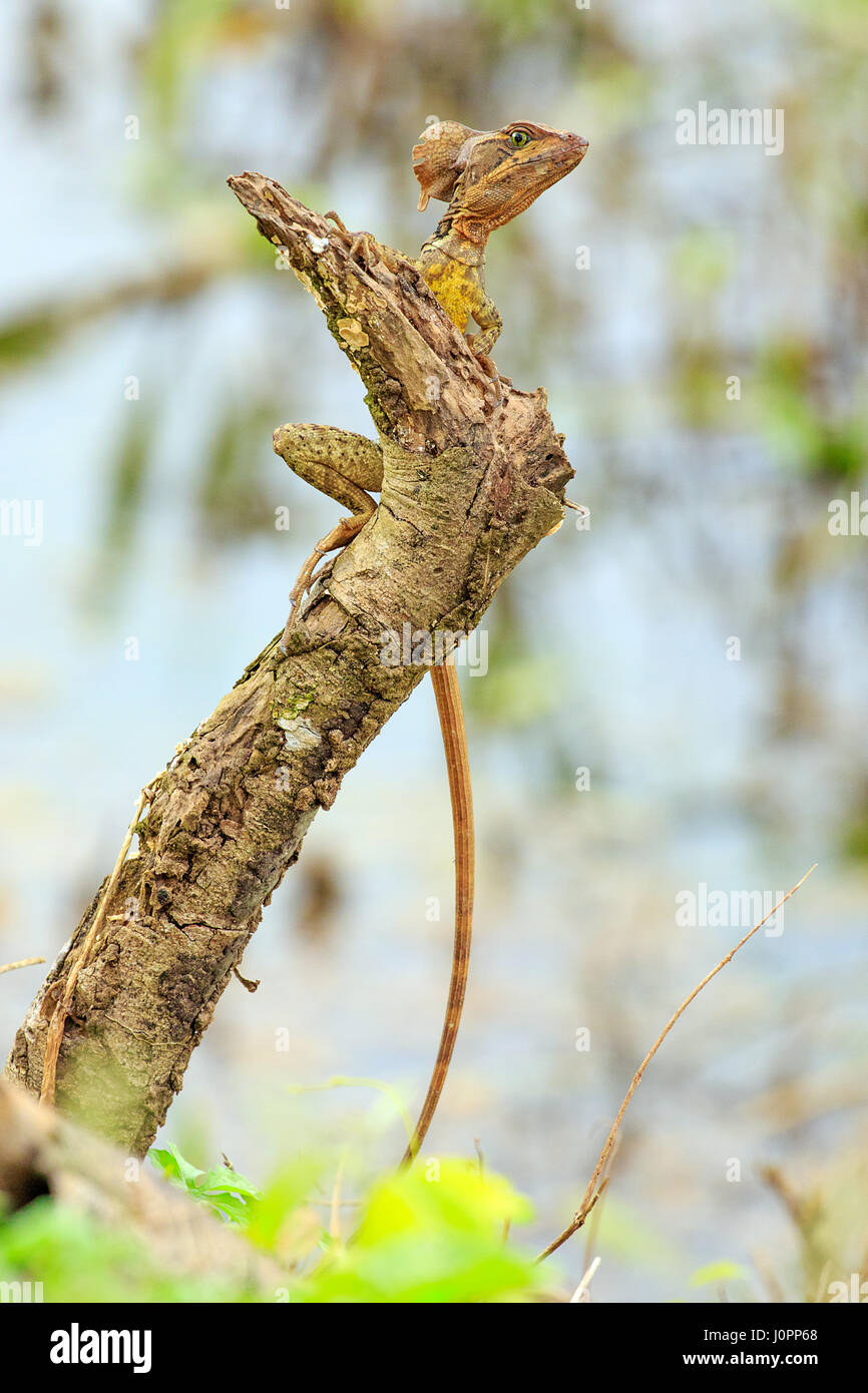 Jesus lizard hi-res stock photography and images - Alamy
