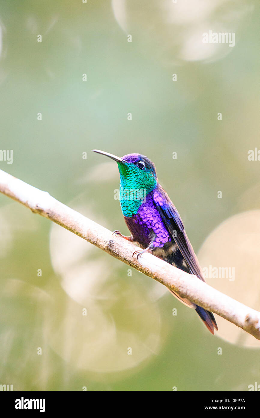 Violet crowned wood nymph from panama Stock Photo - Alamy