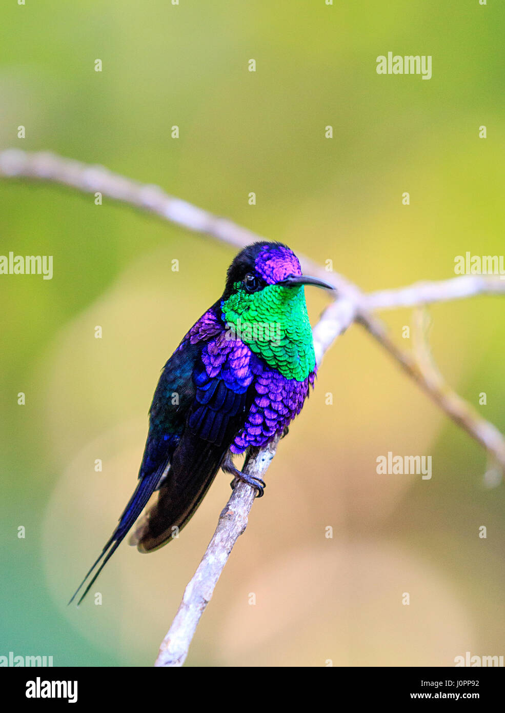 Crowned wood hi-res stock photography and images - Alamy