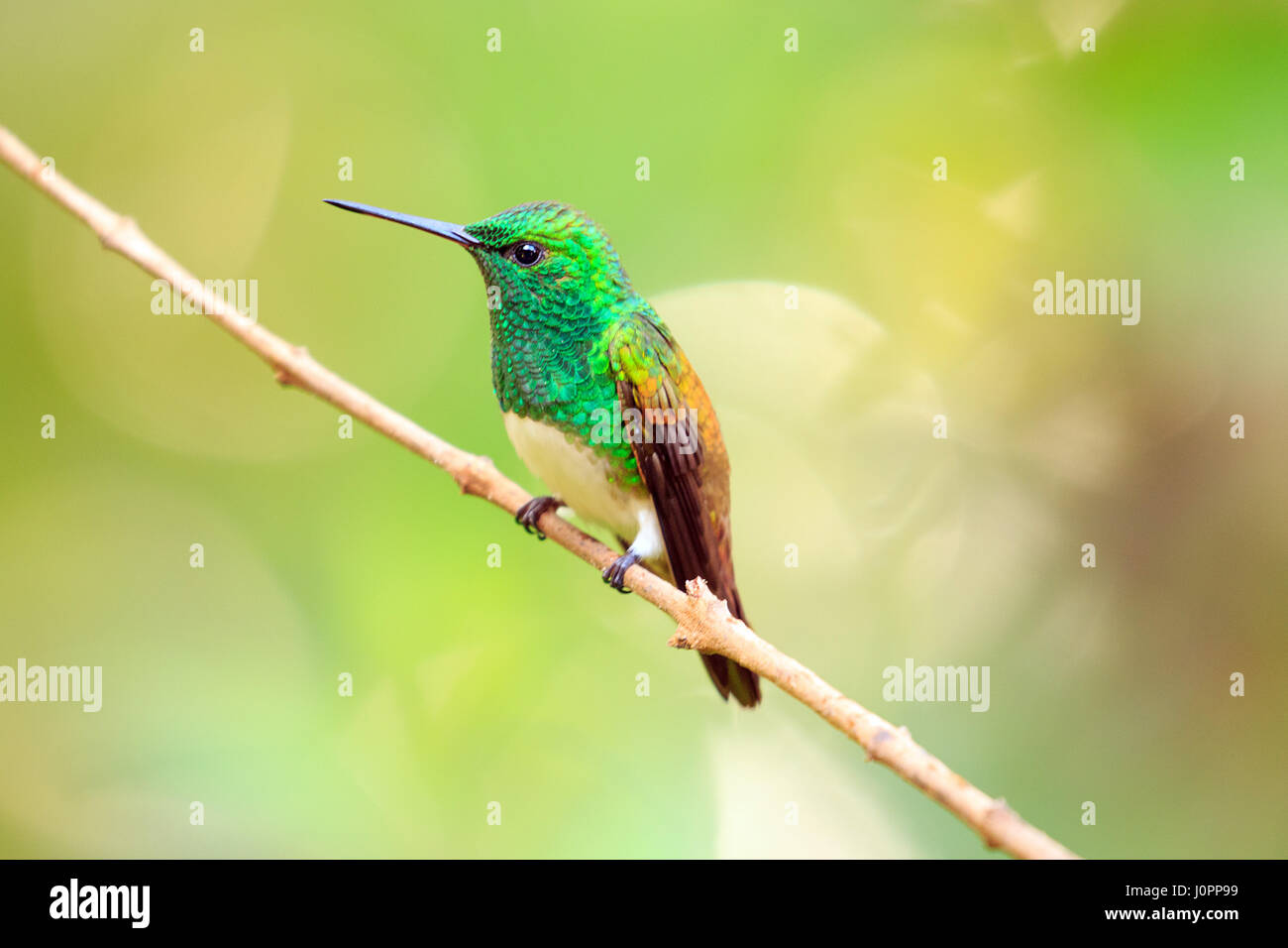 Snowy bellied hummingbird hi-res stock photography and images - Alamy