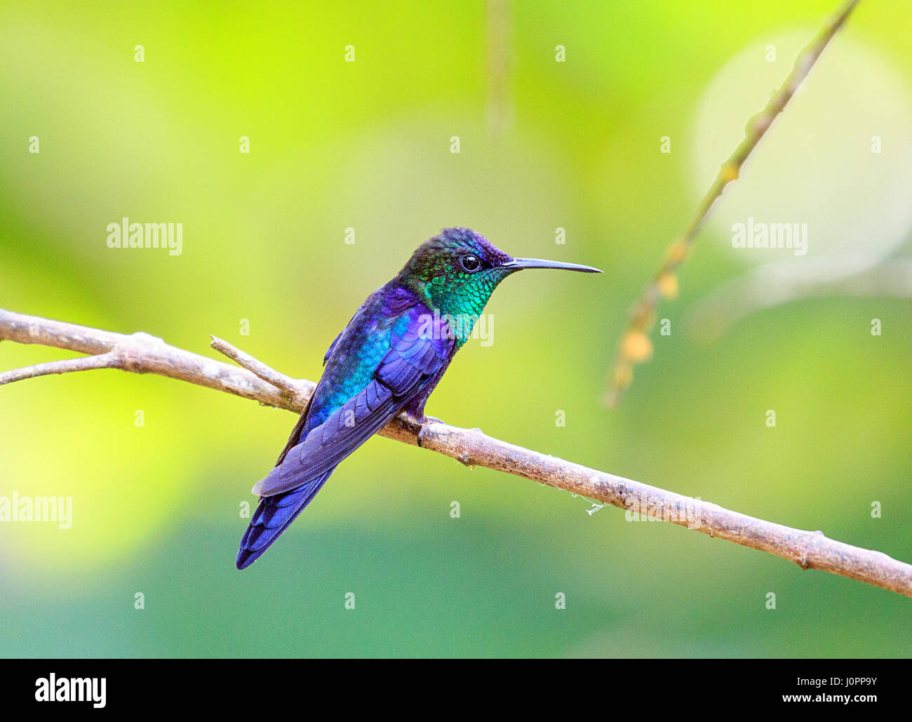 violet crowned wood nymph from panama Stock Photo - Alamy