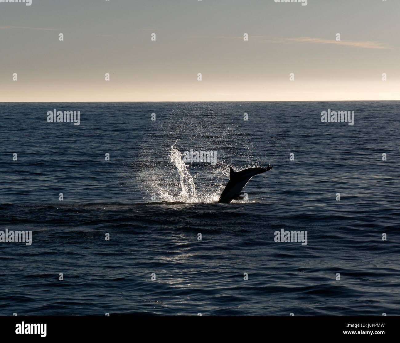 dusky dolphin jumping in the ocean at Kaikoura, New Zealand Stock Photo ...