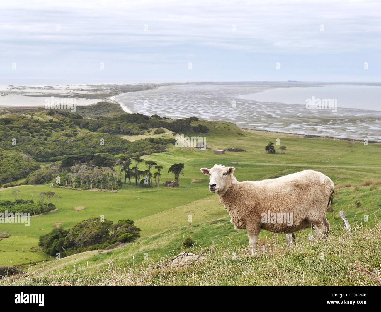 Sheep standing on hill in front of grassy beach landscape at oceanside ...