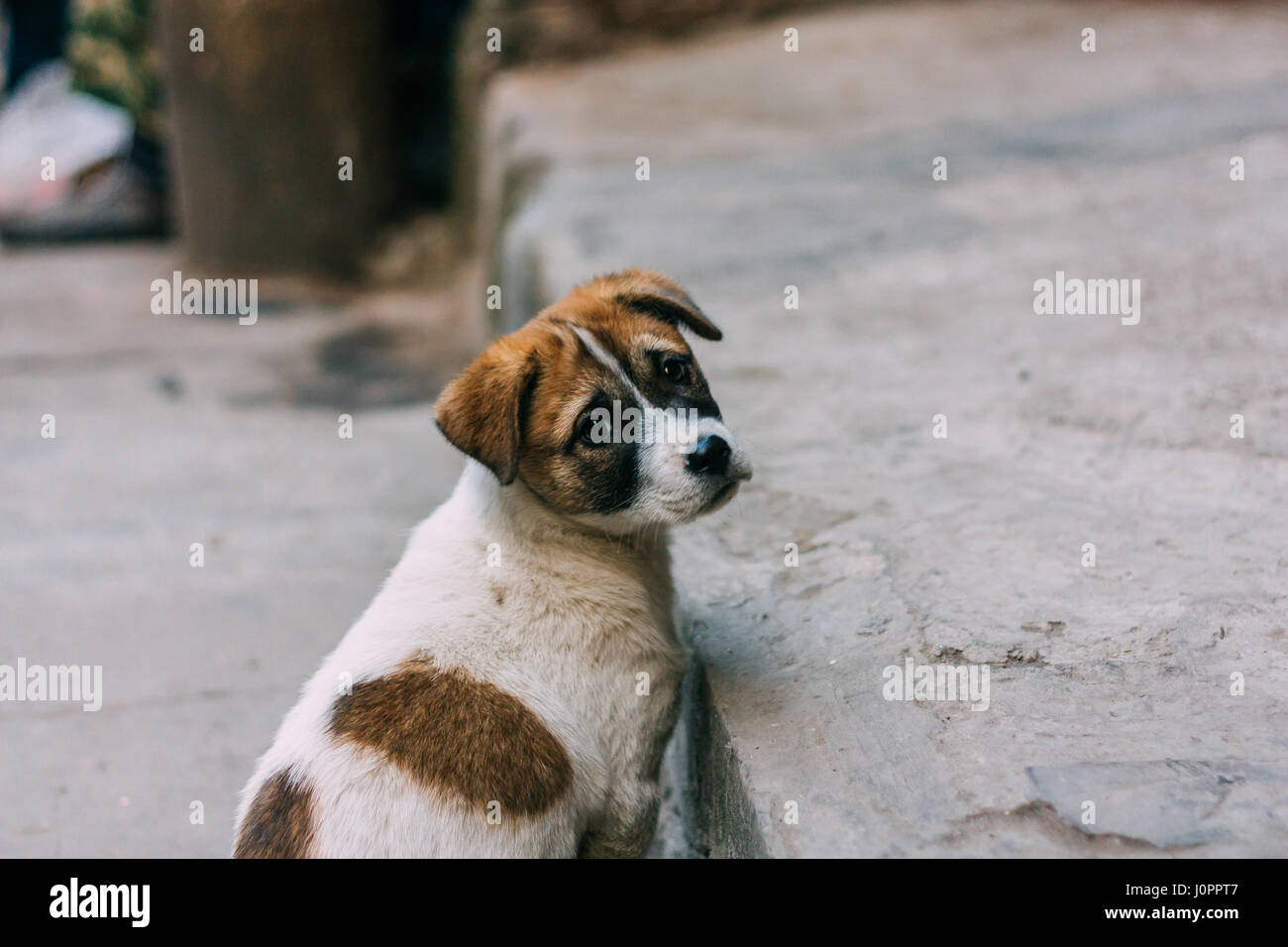 Small weak dog hi-res stock photography and images - Alamy