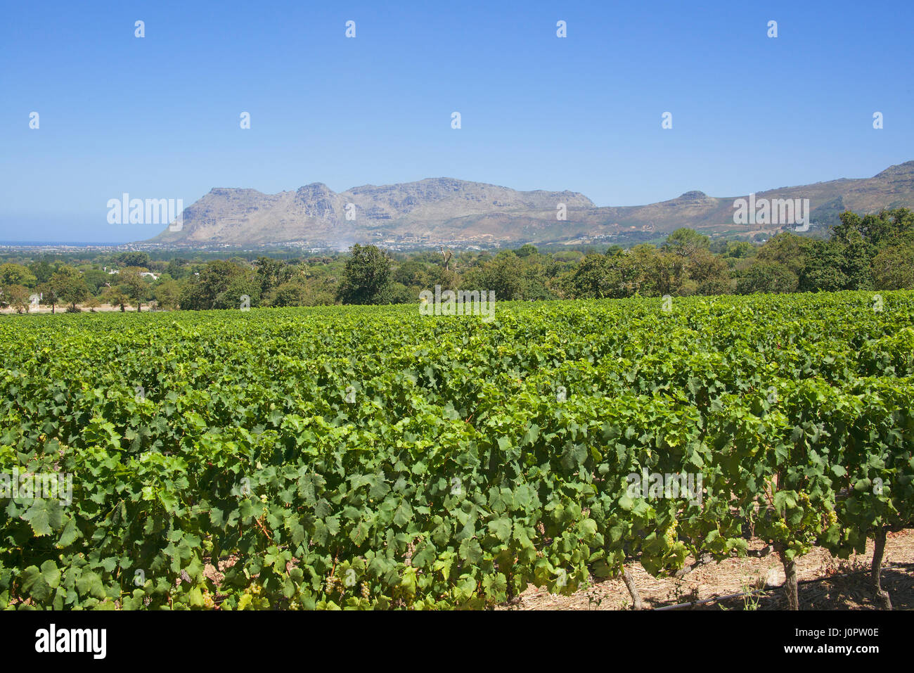Vineyard Groot Constantia Wine Estate Constantia Cape Town South Africa ...