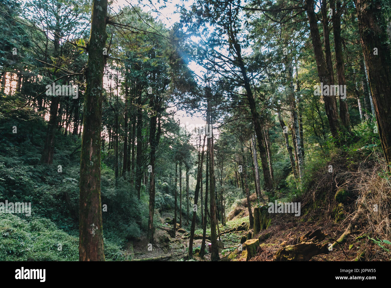 forest in Alishan taiwan,taichung Stock Photo - Alamy