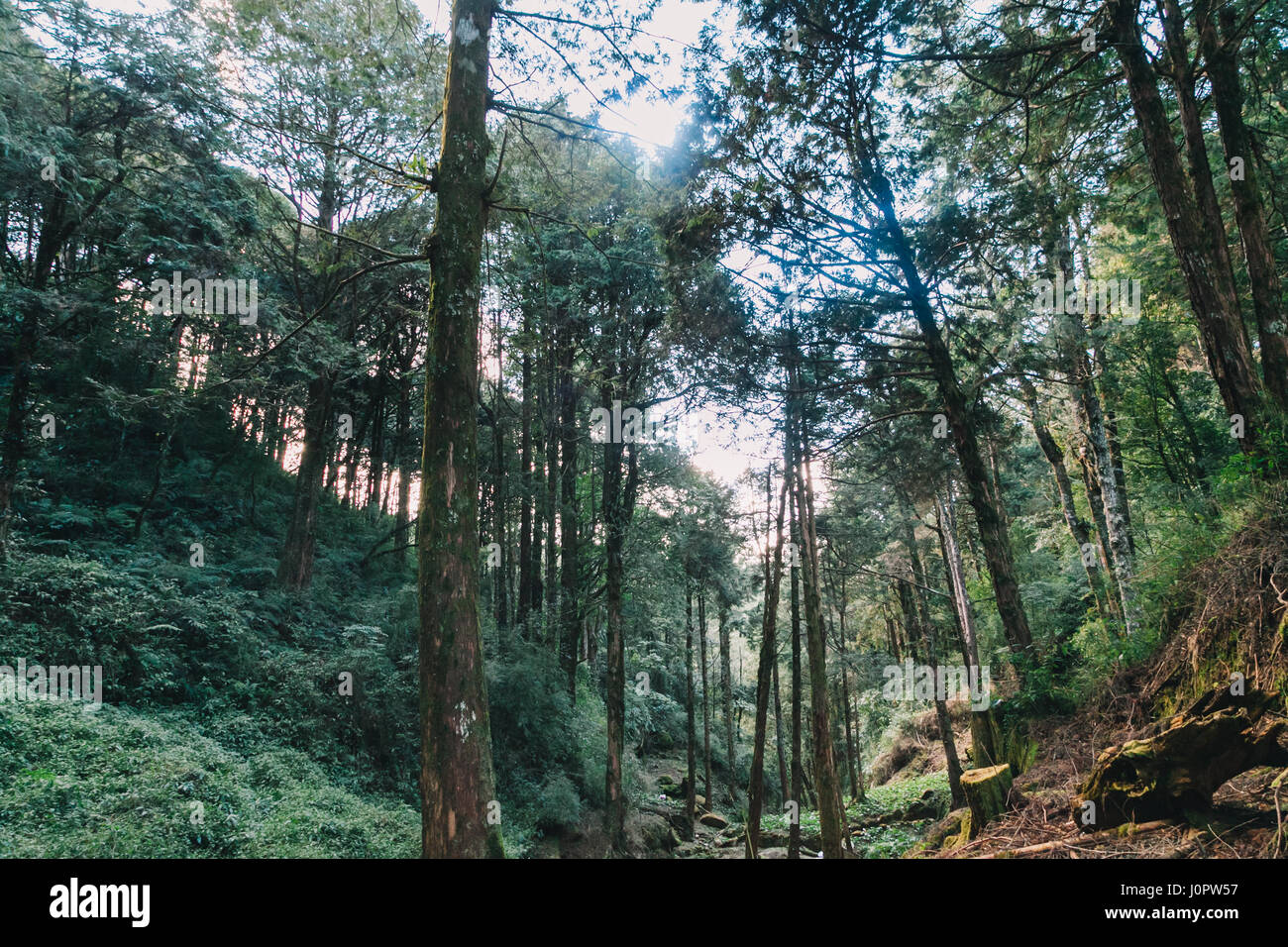 forest in Alishan taiwan,taichung Stock Photo - Alamy