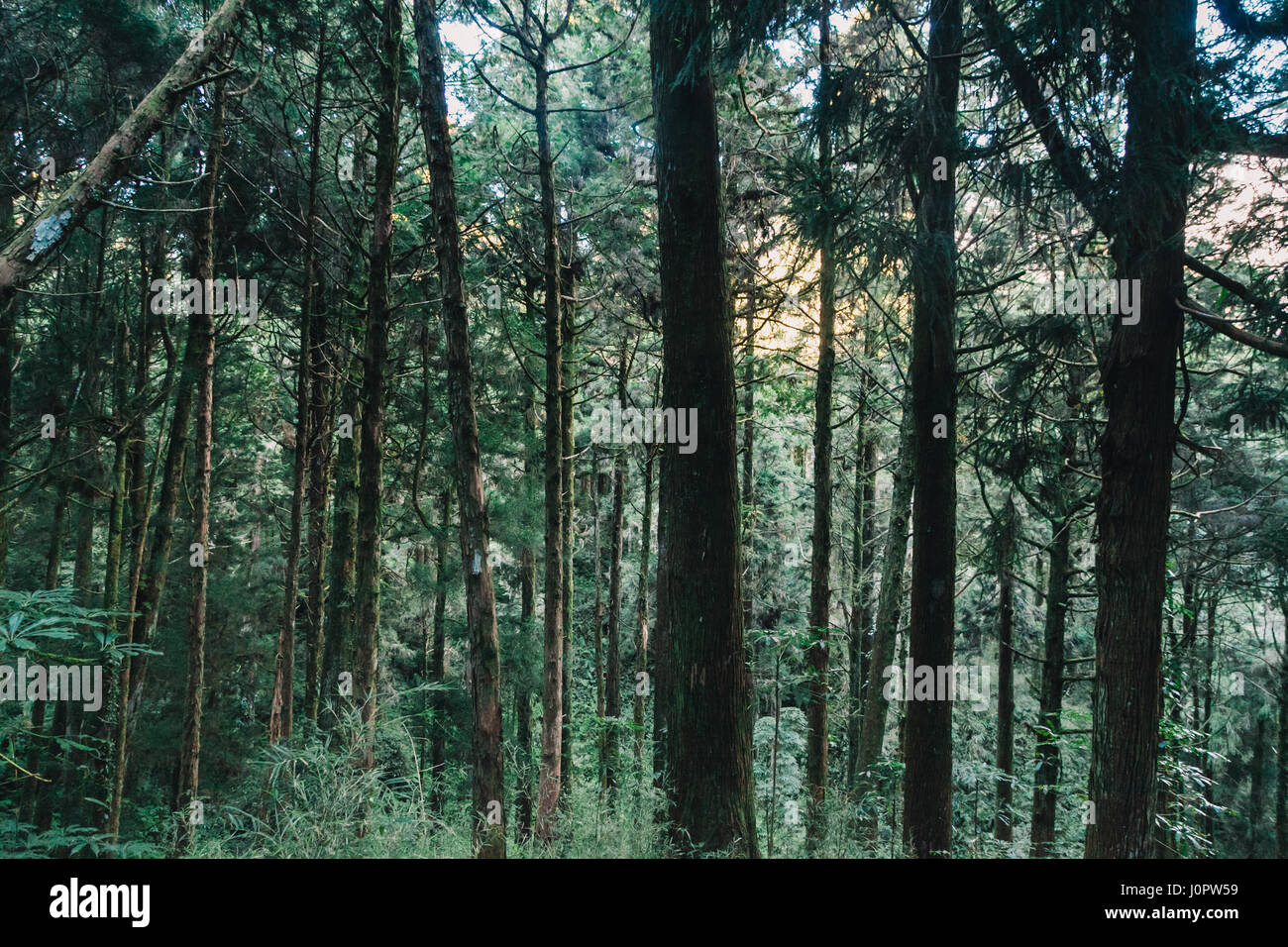 forest in Alishan taiwan,taichung Stock Photo - Alamy