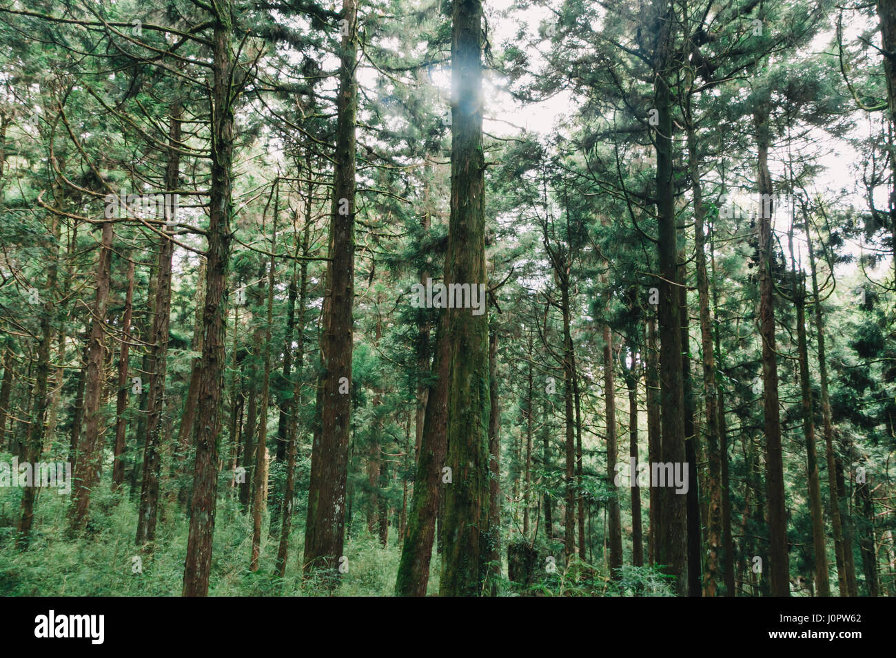 forest in Alishan taiwan,taichung Stock Photo - Alamy