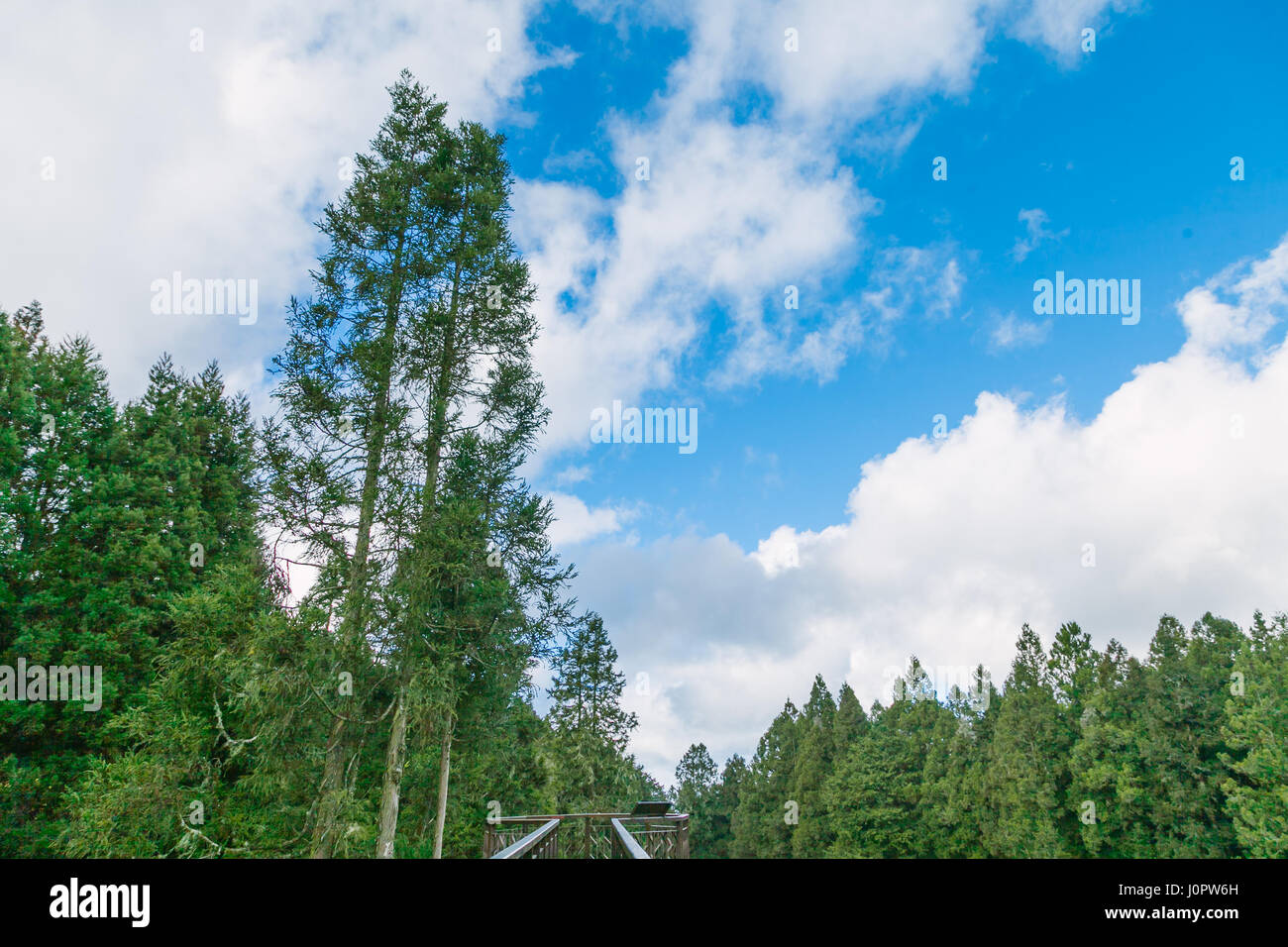 sunny day in the forest in Alishan taiwan,taichung Stock Photo - Alamy