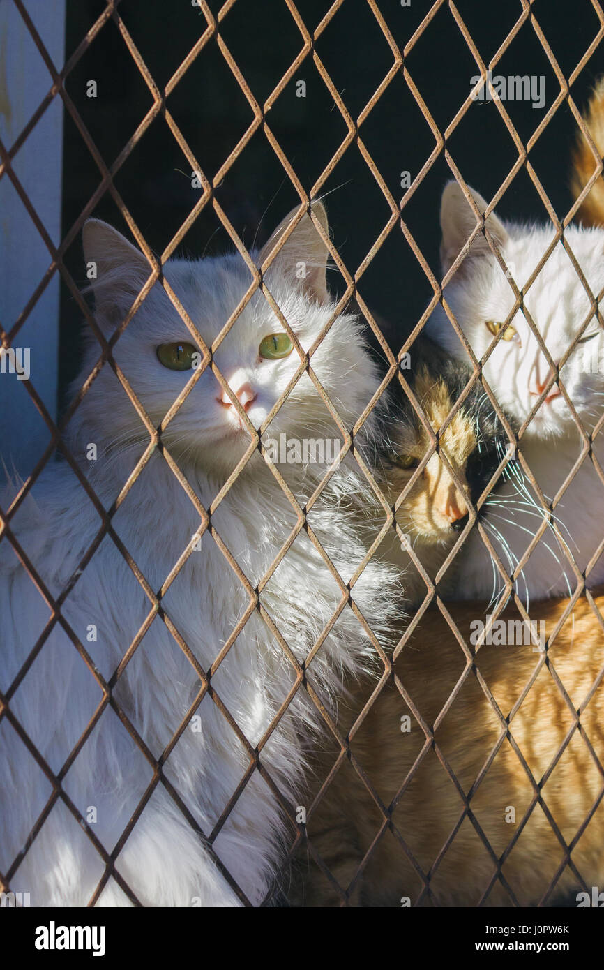 three cats trap and is stuck in a steel wire netting,cage,hoping for ...