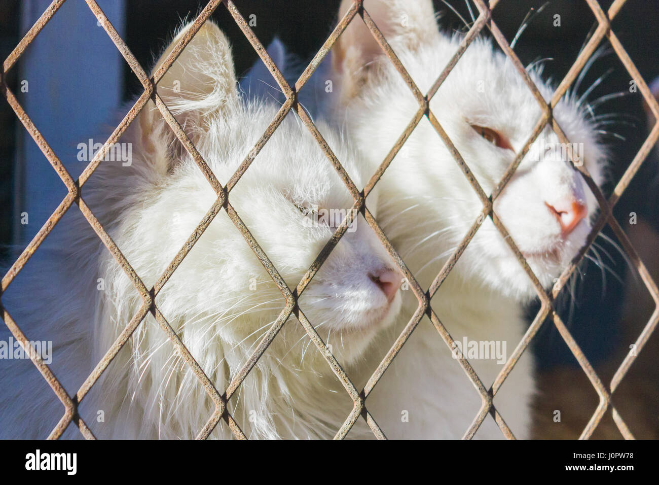 cats trap and is stuck in a steel wire netting,cage,hoping for freedom ...