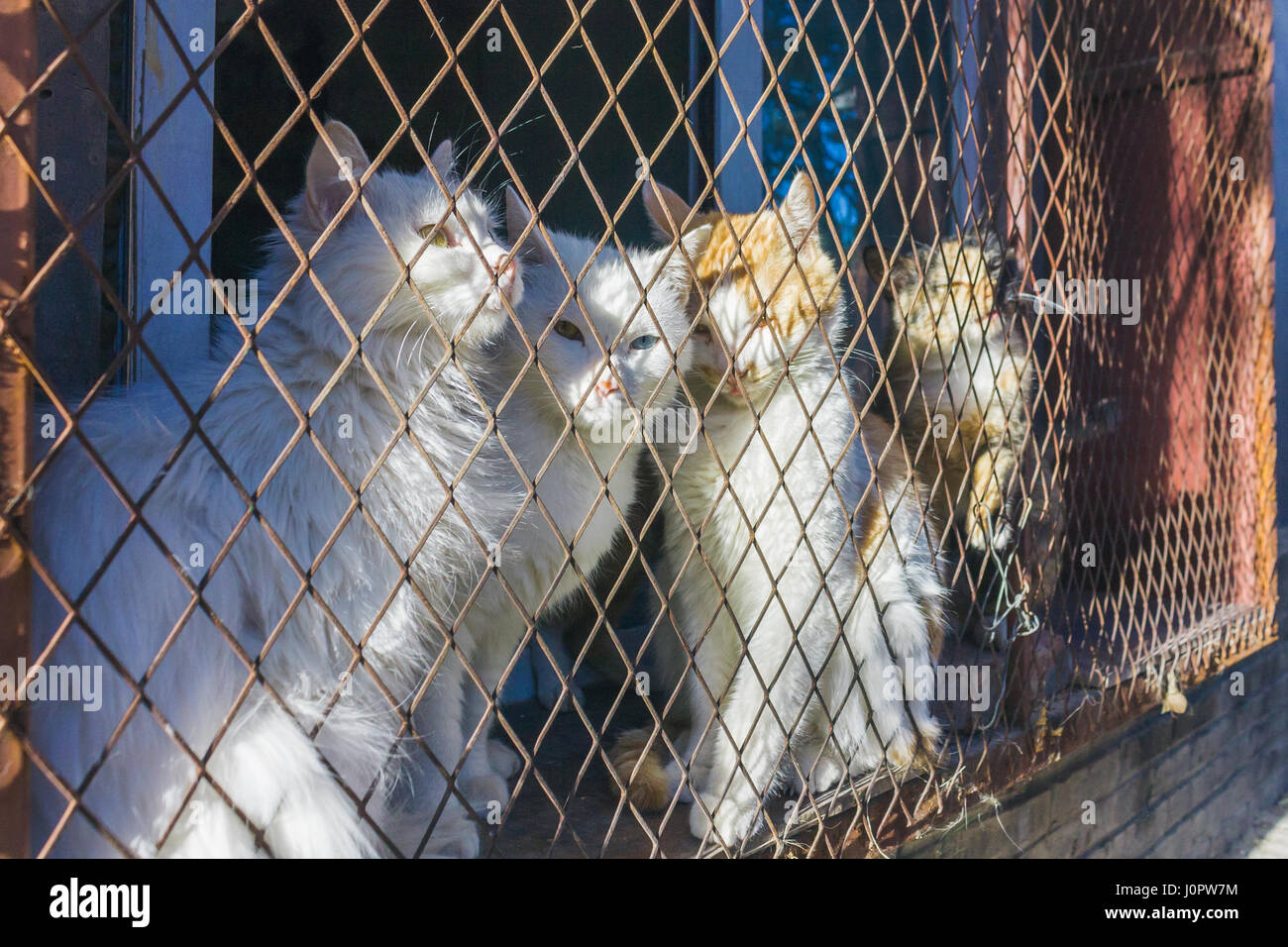 cats trap and is stuck in a steel wire netting,cage,hoping for freedom ...