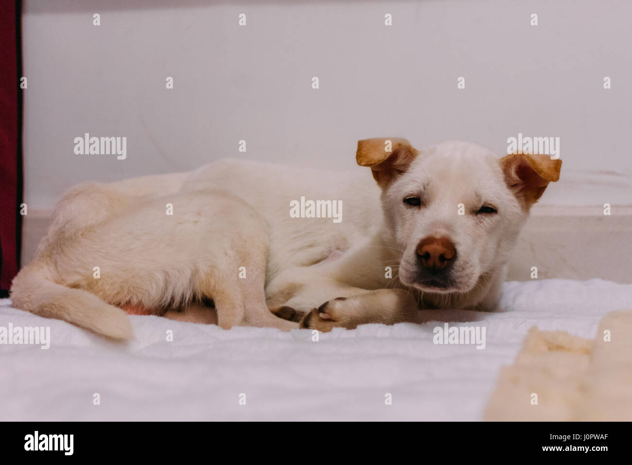 A white street dog's just saved from the street and feel weak and ...