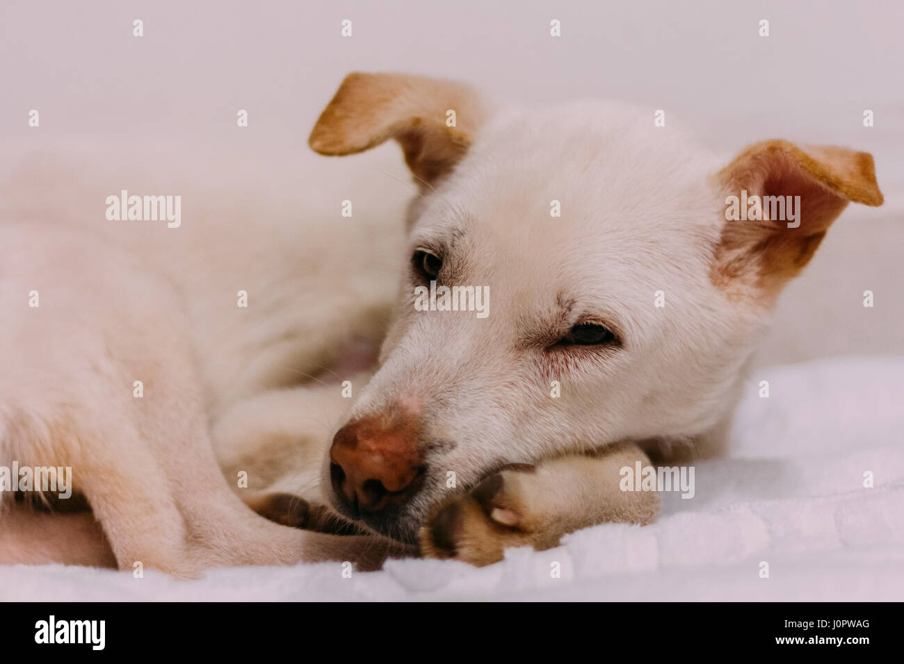 White street dog hi-res stock photography and images - Alamy