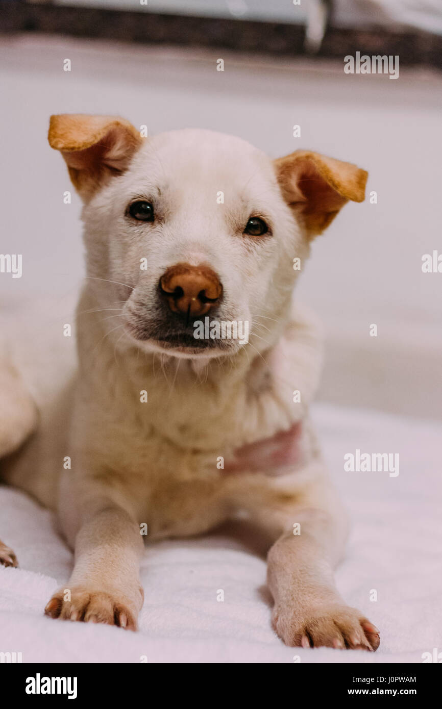 Small weak dog hi-res stock photography and images - Alamy