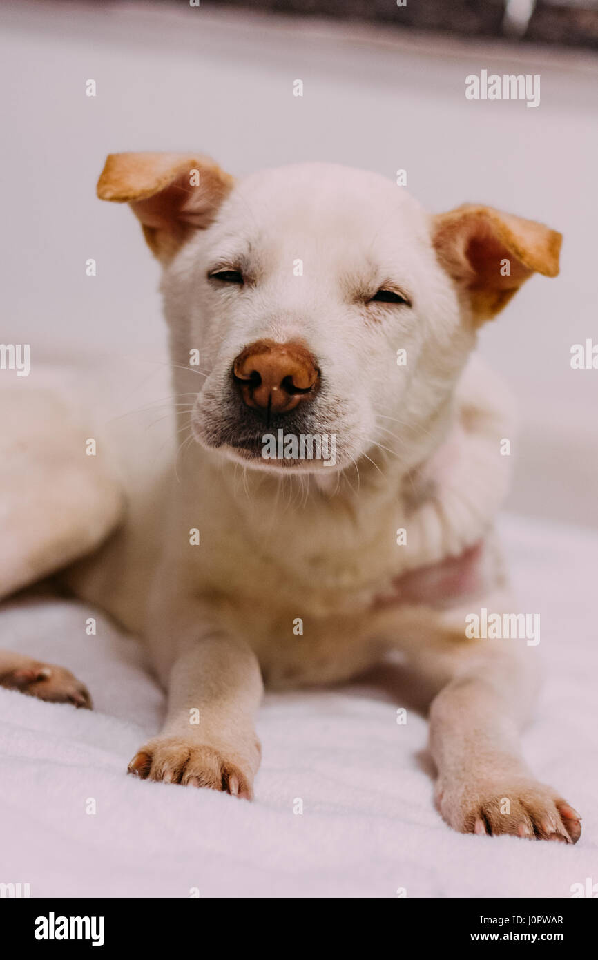 Small weak dog hi-res stock photography and images - Alamy