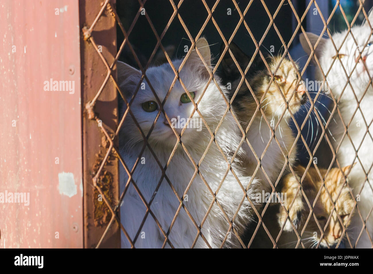 three cats trap and is stuck in a steel wire netting,cage,hoping for ...