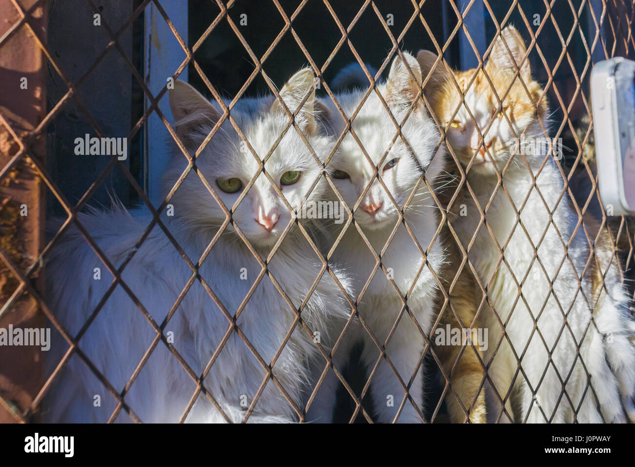 three cats trap and is stuck in a steel wire netting,cage,hoping for ...