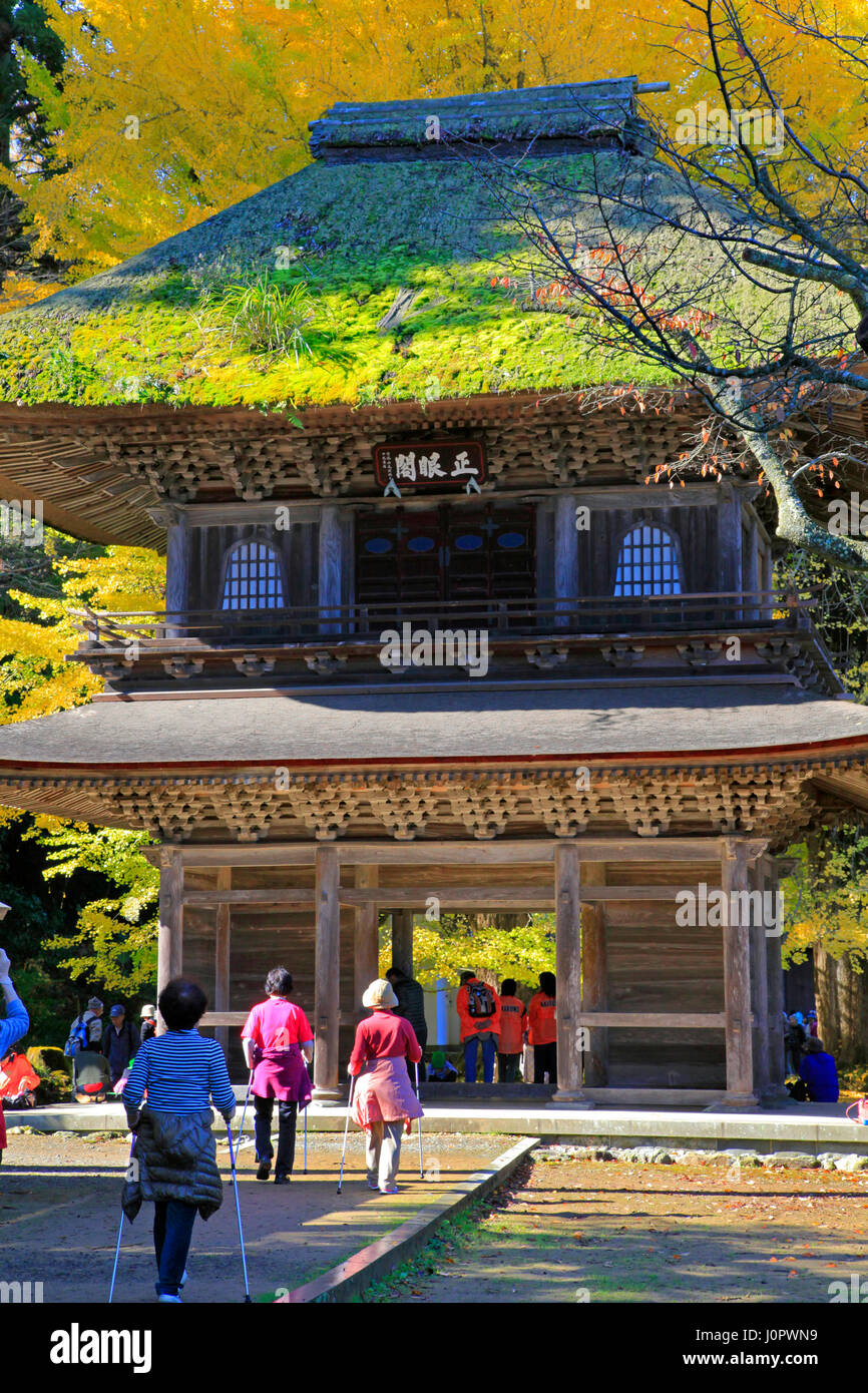 Kotokuji Temple Ginkgo trees in Autumn Akiruno city Tokyo Japan Stock ...