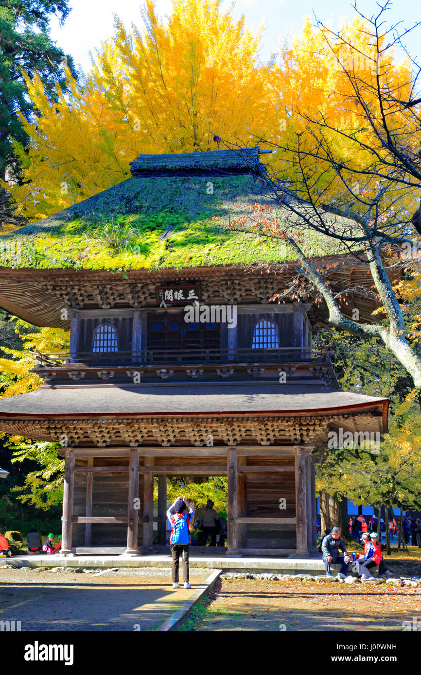 Kotokuji Temple Ginkgo trees in Autumn Akiruno city Tokyo Japan Stock ...