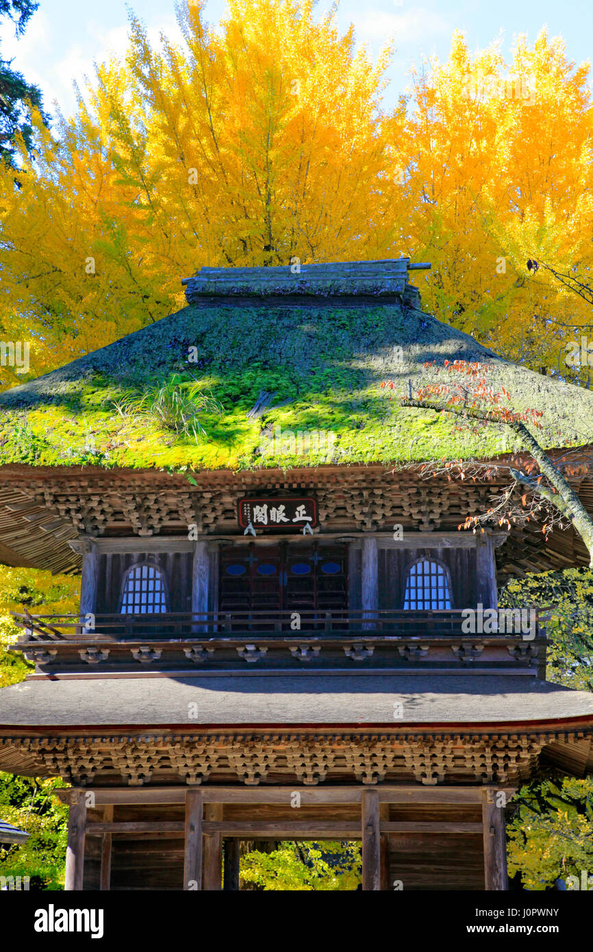 Kotokuji Temple Ginkgo trees in Autumn Akiruno city Tokyo Japan Stock ...