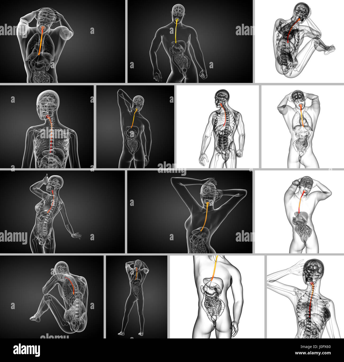 3d rendering illustration of the esophagus Stock Photo - Alamy