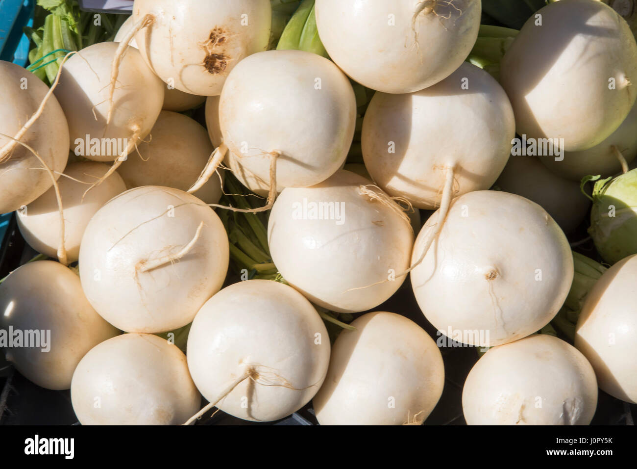 White turnip hi-res stock photography and images - Alamy