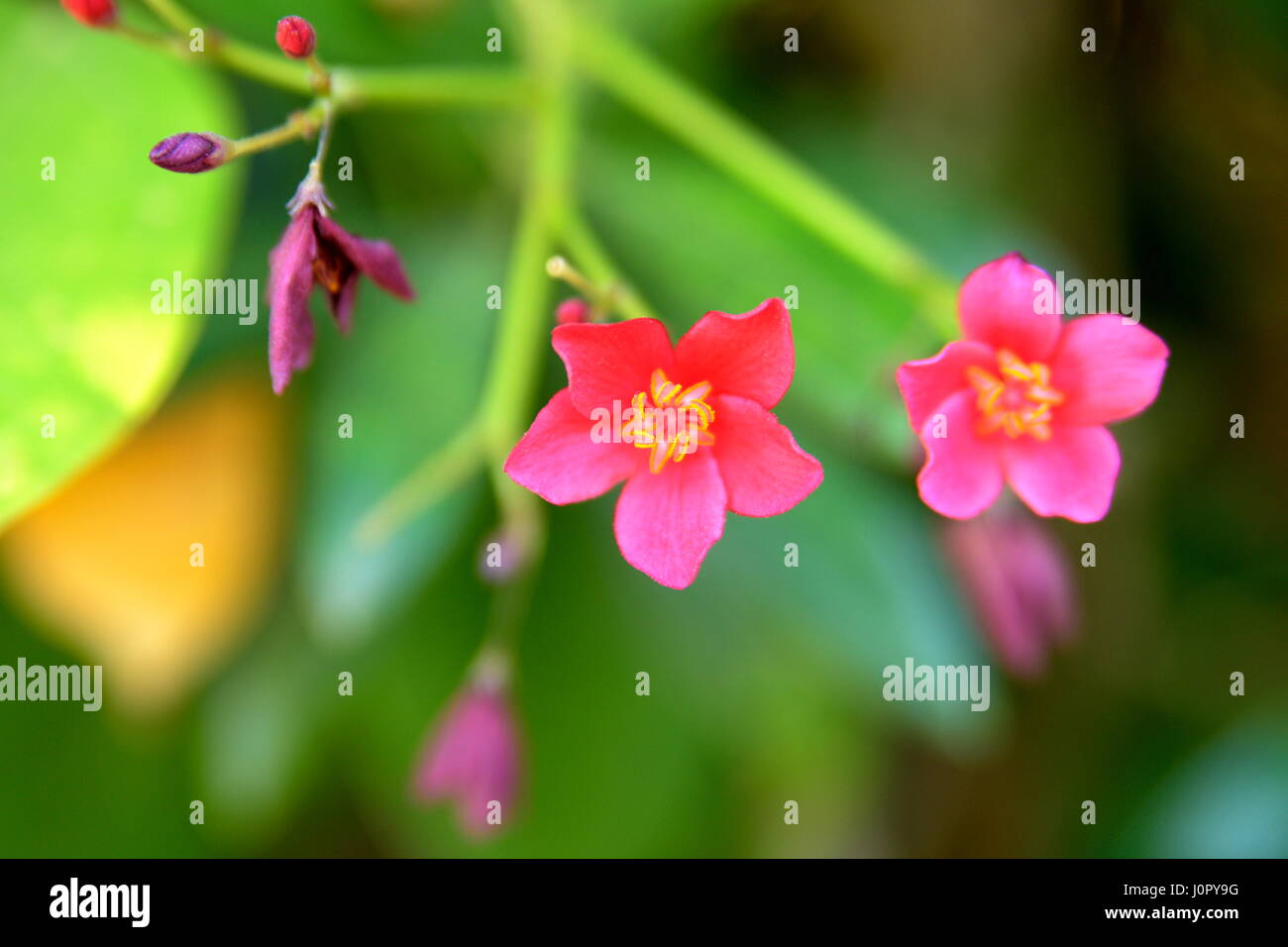 Flowers on the trees in spring at the Al Barari, Dubai, United Arab ...