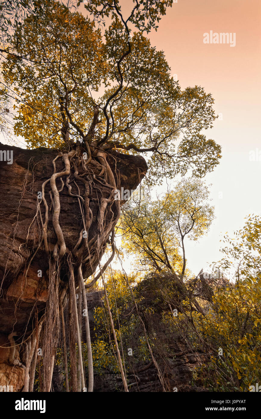 Looking up at tree roots and vines dangling from rock escarpment ...