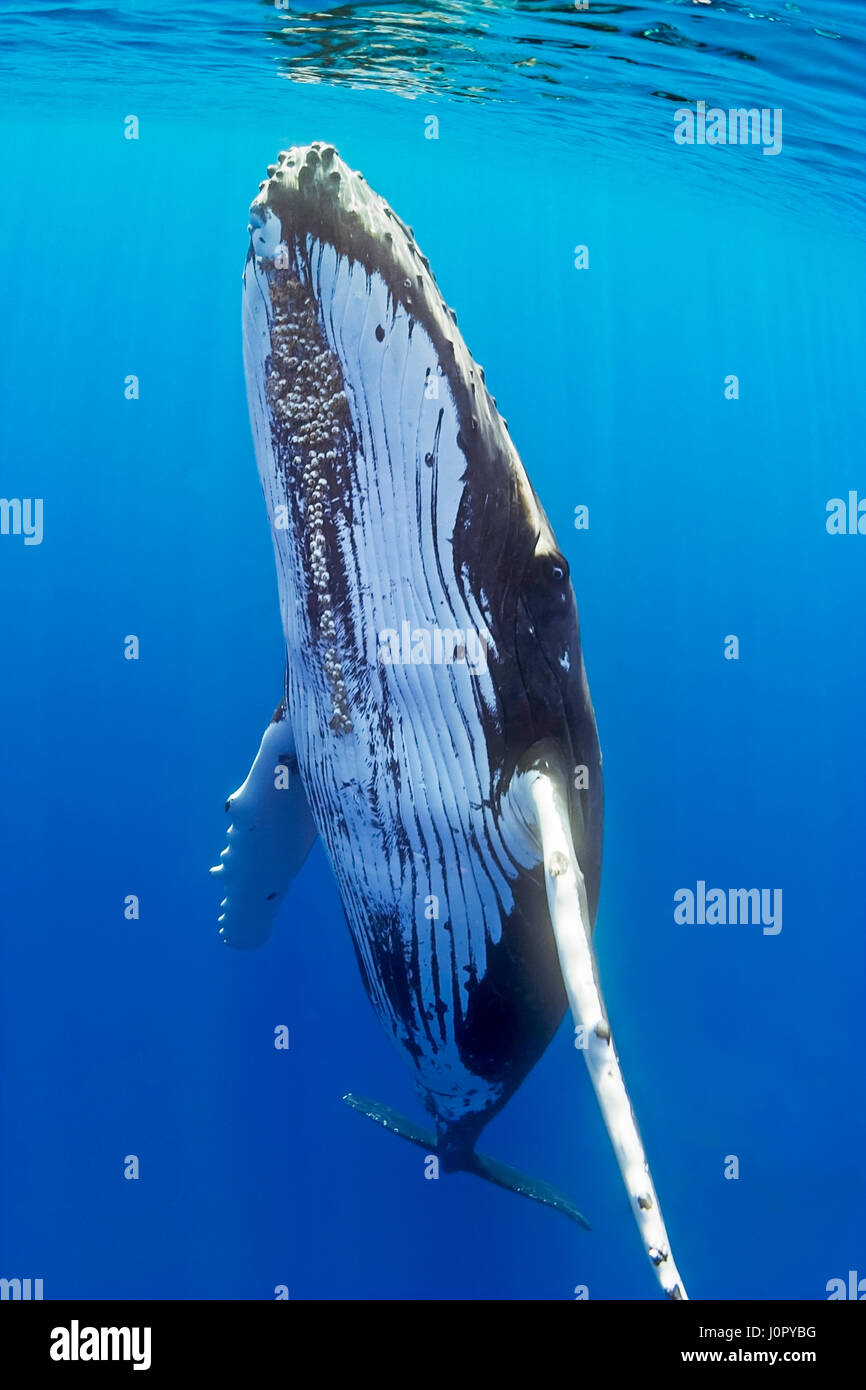 Megaptera novaeangliae hi-res stock photography and images - Alamy